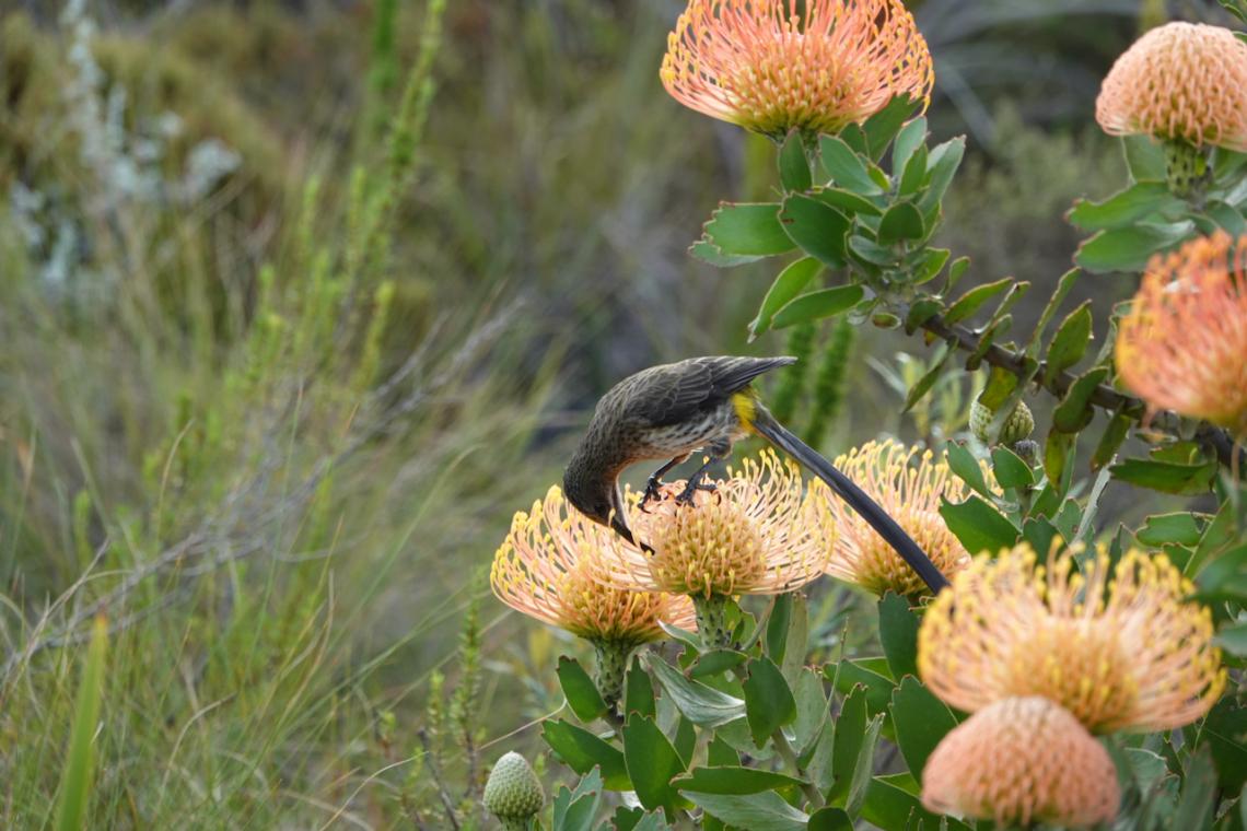 Sony Rx10 Iv Bird Photography Settings Makemyownvans