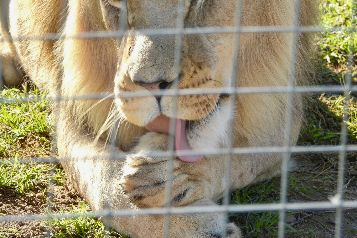 Captive bred lions: Claws out — catfight looms on lion breeder exit ...