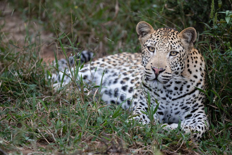 Capturing the Leopard's Struggle and Beauty: a Wildlife Photographer's ...