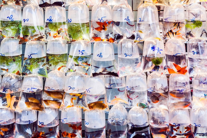 Large-scale Exploitation of Wild Animals: Unpacking the Unsustainable ...