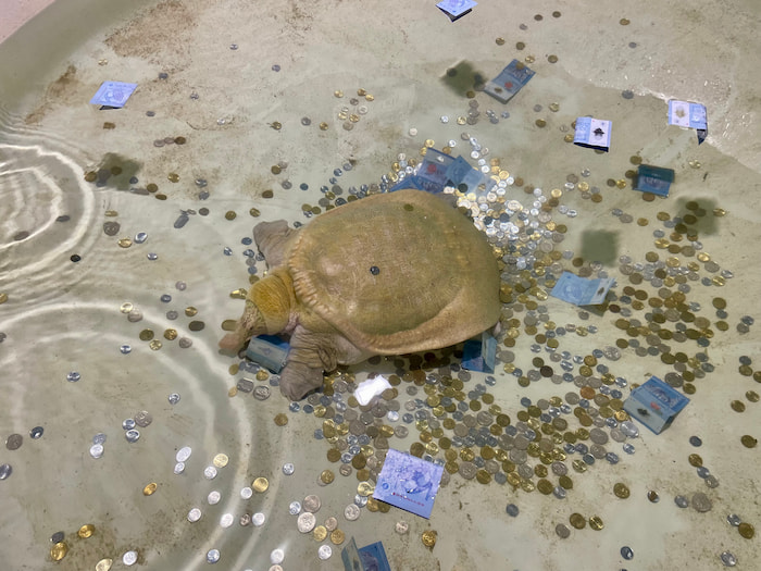 Large-scale Exploitation of Wild Animals: Unpacking the Unsustainable ...