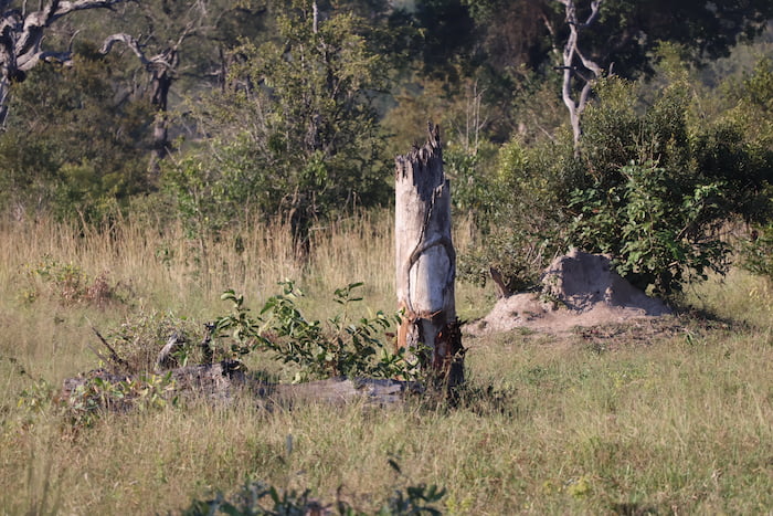 Innovative Tree Protection: Saving Sabi Sand’s Giants from Elephant Damage