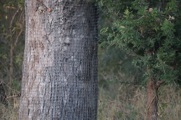 Innovative Tree Protection: Saving Sabi Sand’s Giants from Elephant Damage