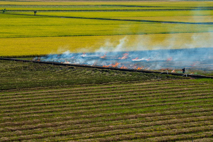 Shark Meat in Sekinchan: Balancing Tradition and Conservation in Malaysia