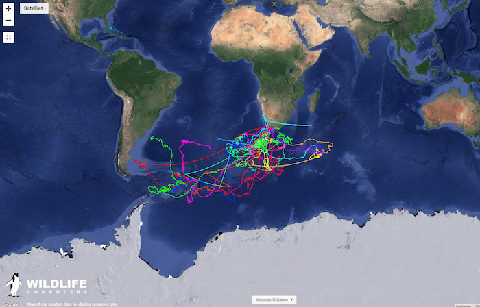 Where Do South Africa's Whales Go? Following Their Journey Through ...